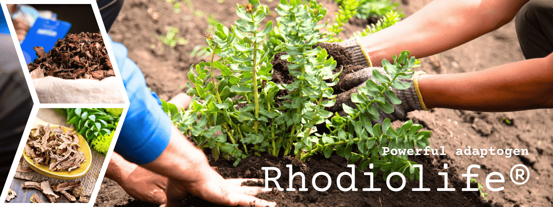 BECARRE Natural | Standardized and objectivized plant extracts